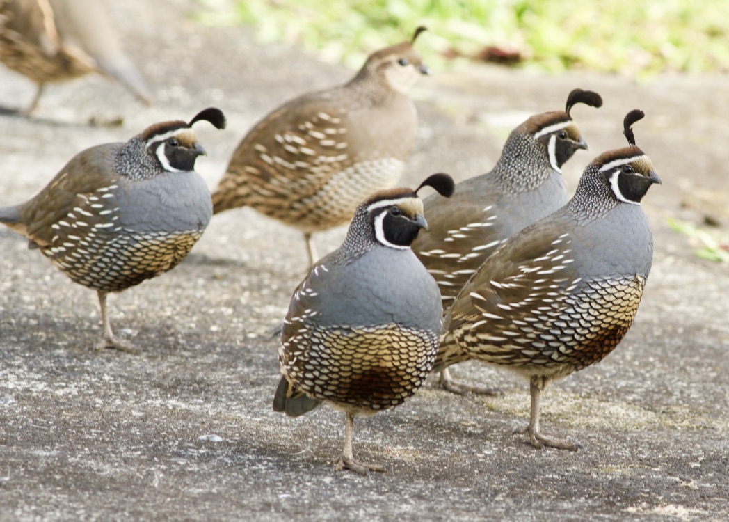 California Quail | A Magpie Collection
