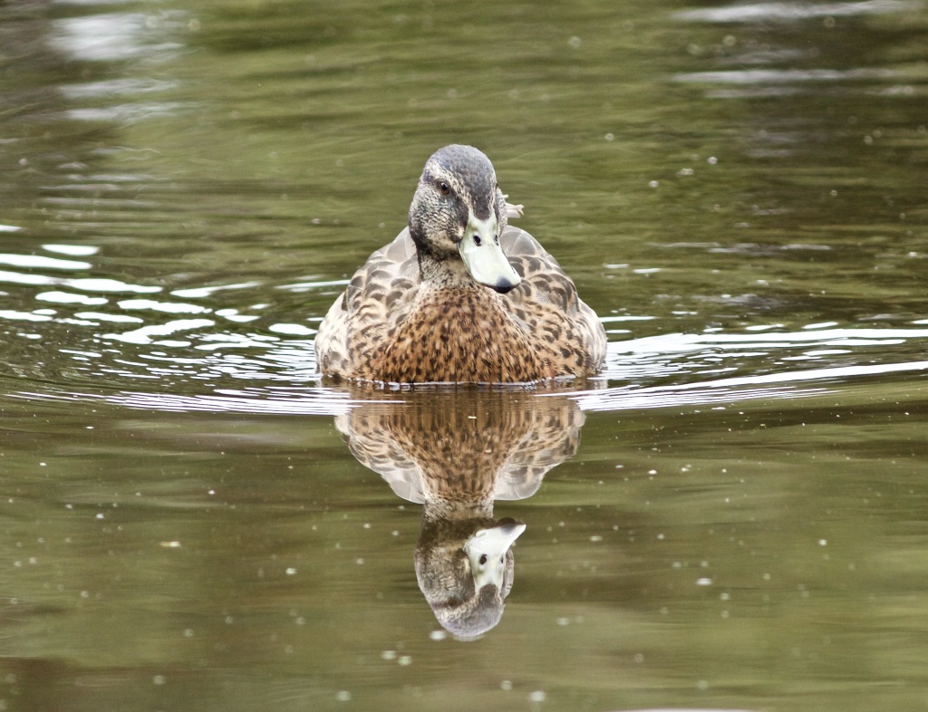 Mallard Duck | A Magpie Collection