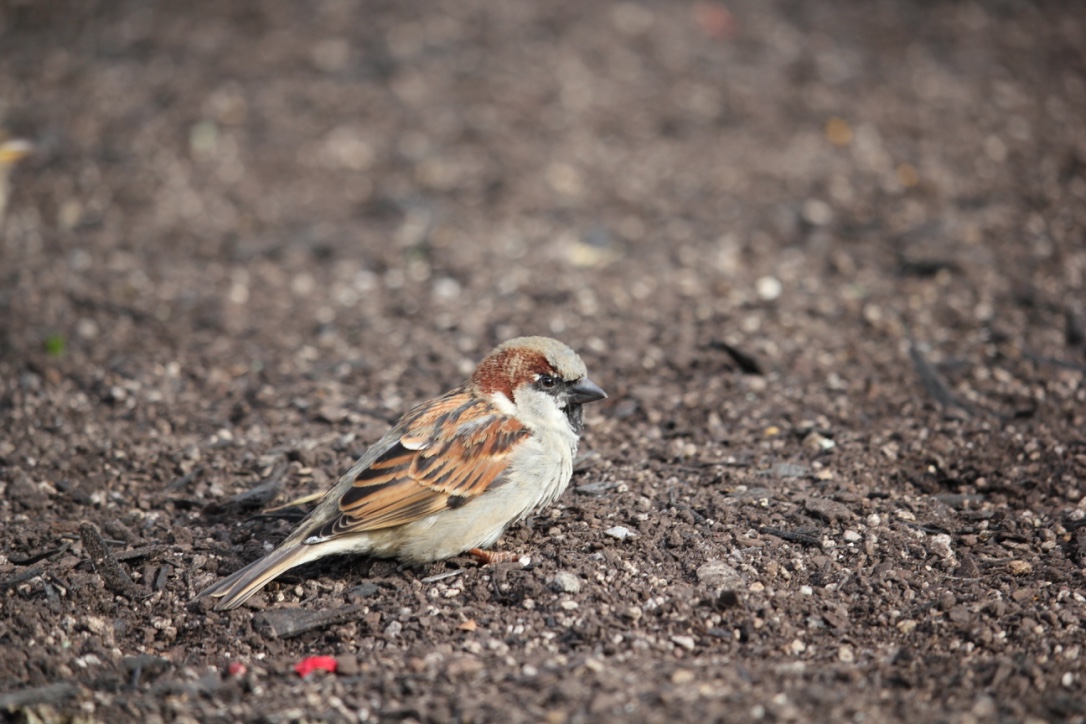 A Minor Bird by Robert Frost | A Magpie Collection