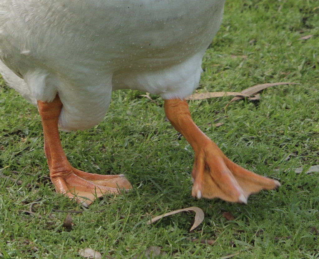 Birds’ Legs & Feet | A Magpie Collection