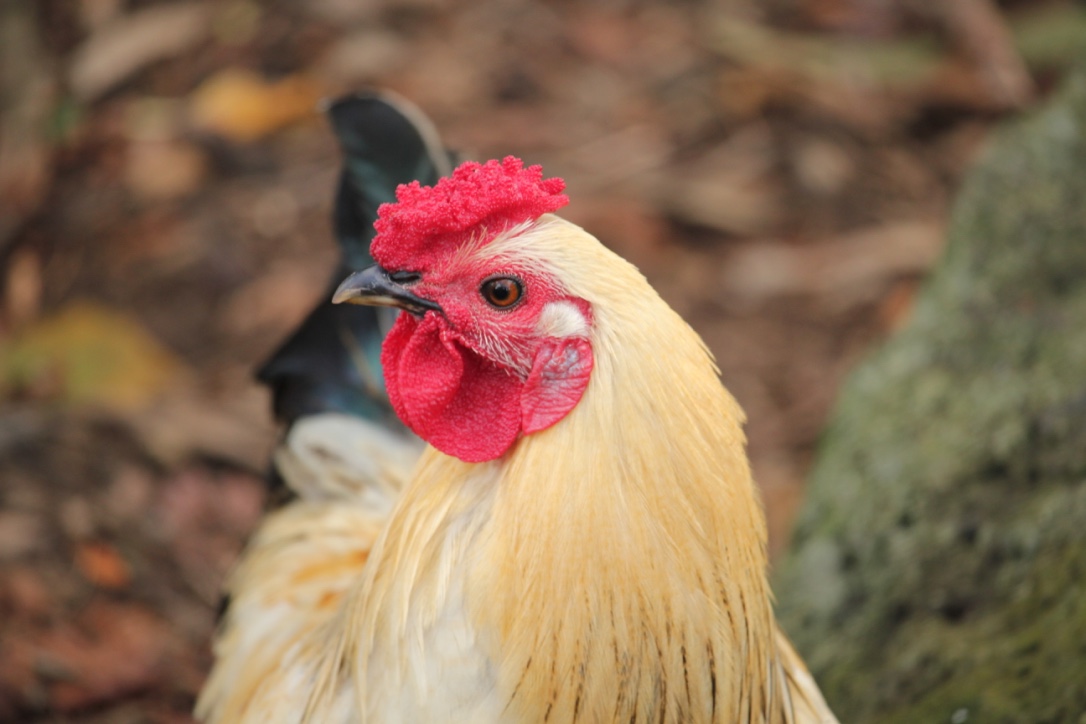 Heihei – Chicken | A Magpie Collection