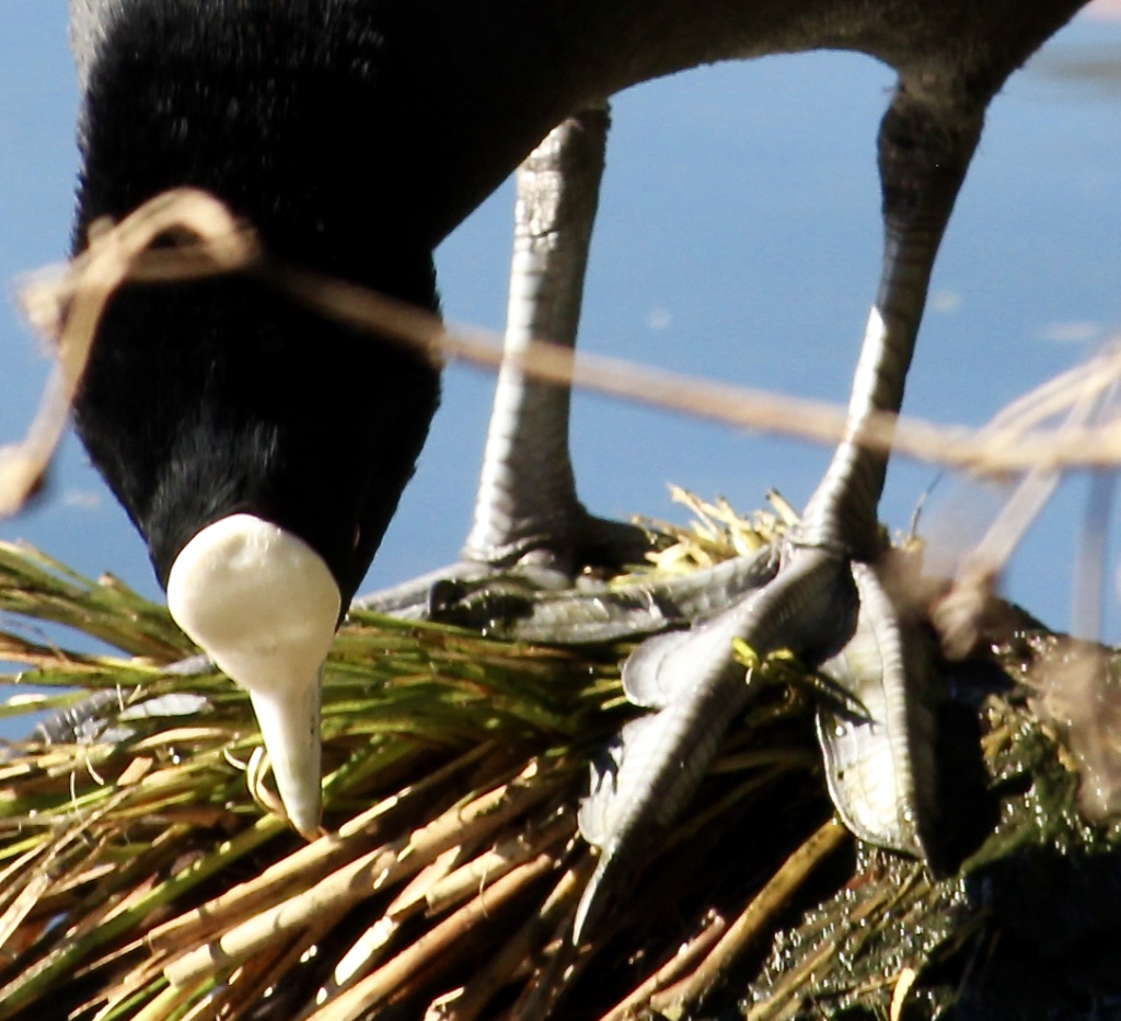 Birds’ Legs & Feet | A Magpie Collection