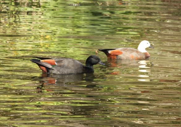 Endemic Birds | A Magpie Collection