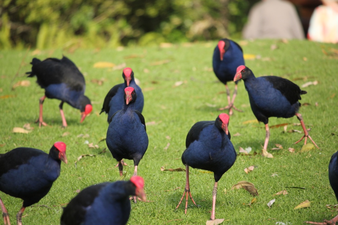 Pūkeko – Pukeko – NZ Swamp Hen | A Magpie Collection