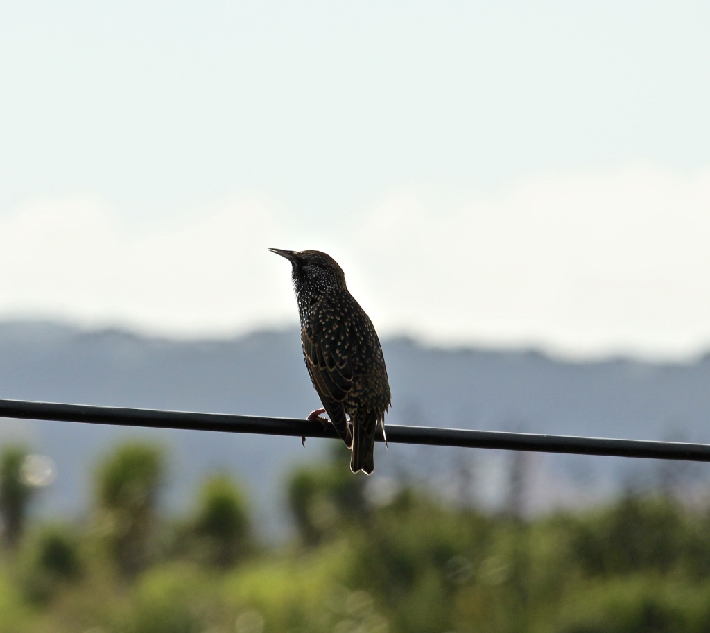 Taringi – Starling | A Magpie Collection