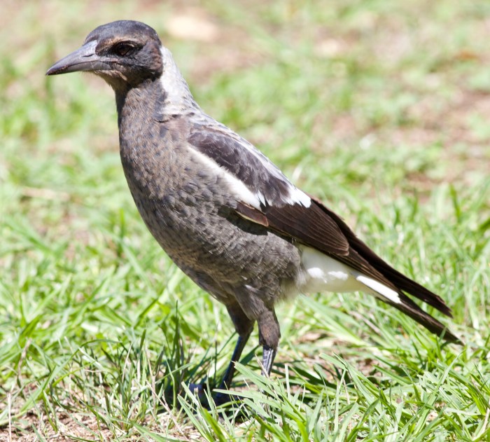 Posts | A Magpie Collection | Neighbours with feathers